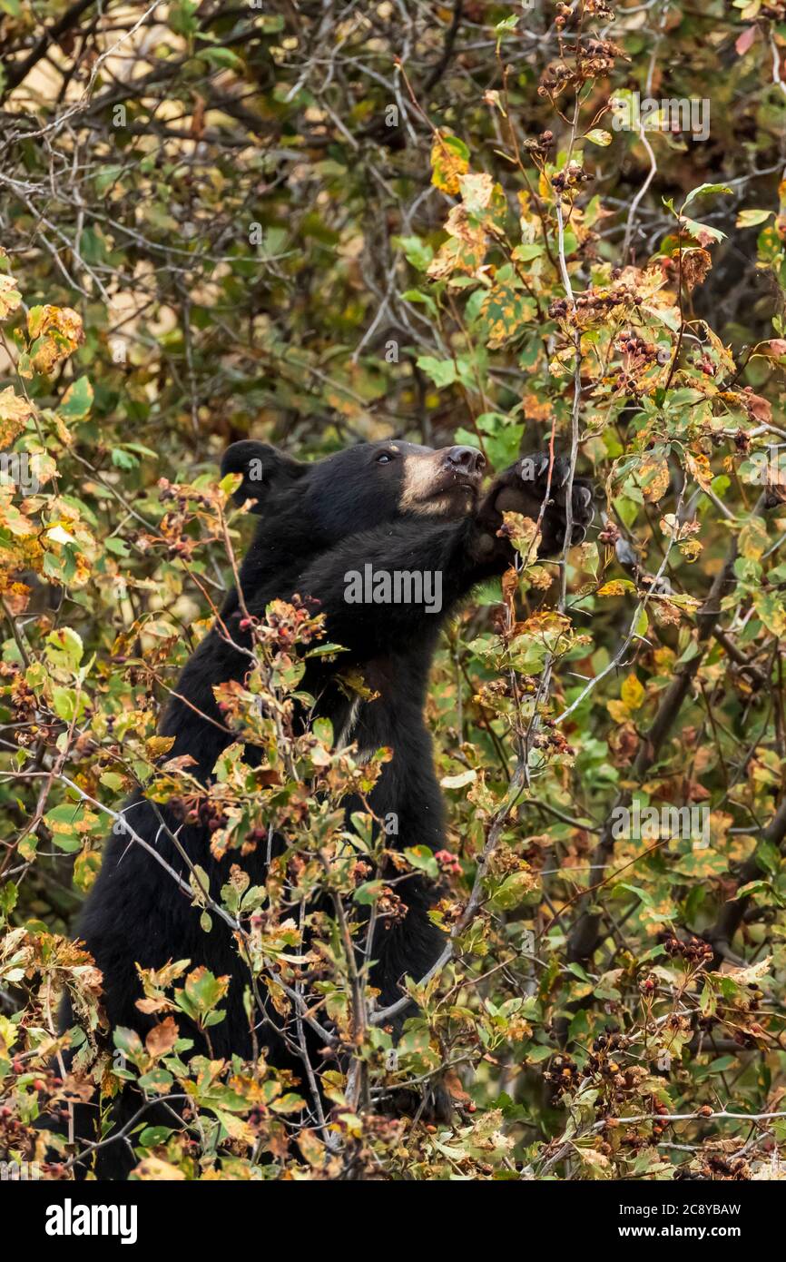 Black bear ursus americanus feeding hi-res stock photography and images ...
