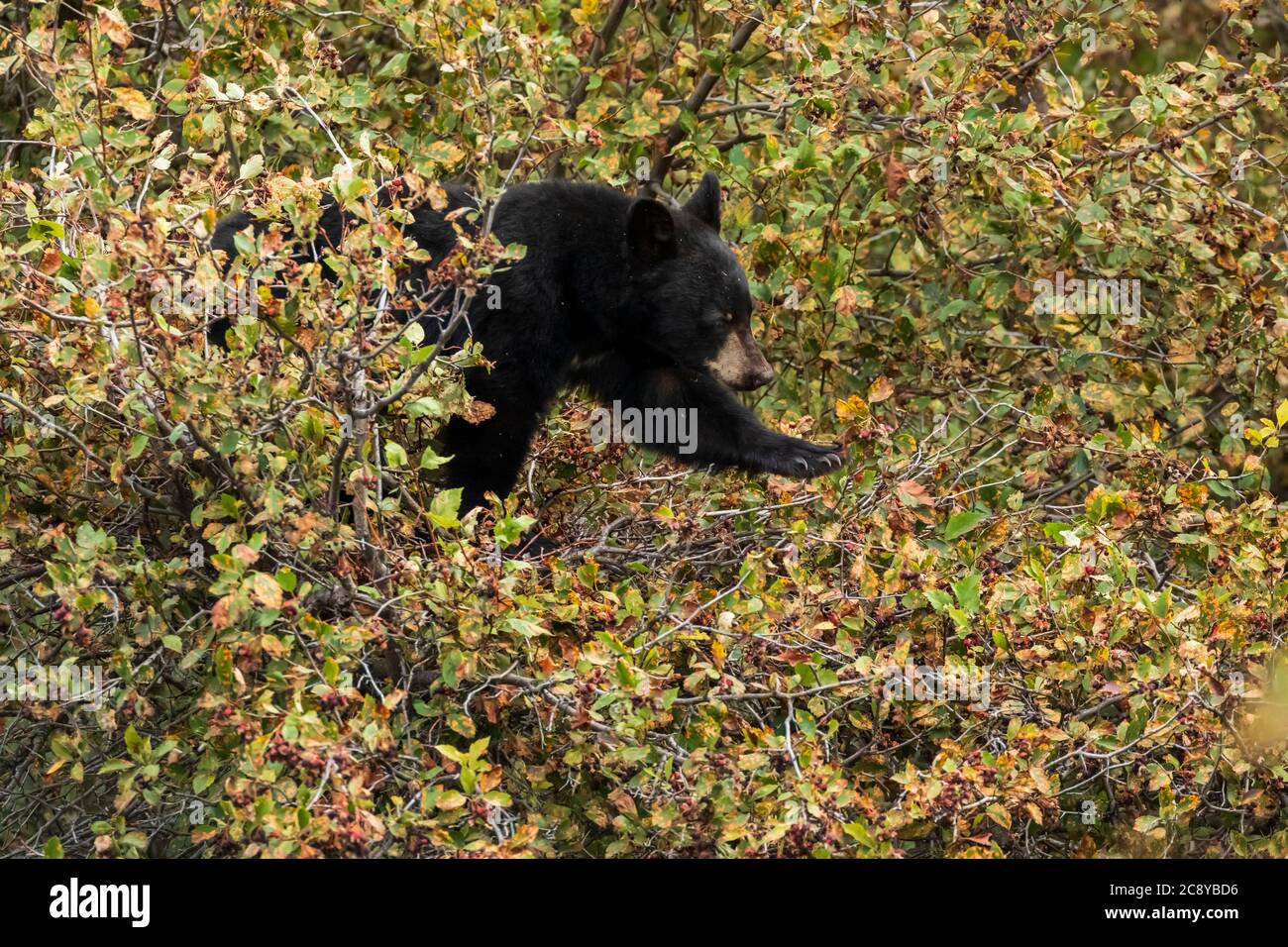 Black Bear (Ursus americanus) feeding on berries in a tree in National ...