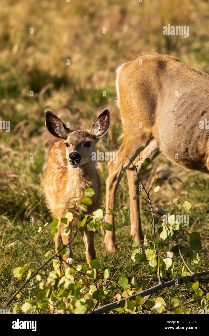 Mule Deer (Odocoileus hemionus) fawn in Yukon, Canada Stock Photo - Alamy