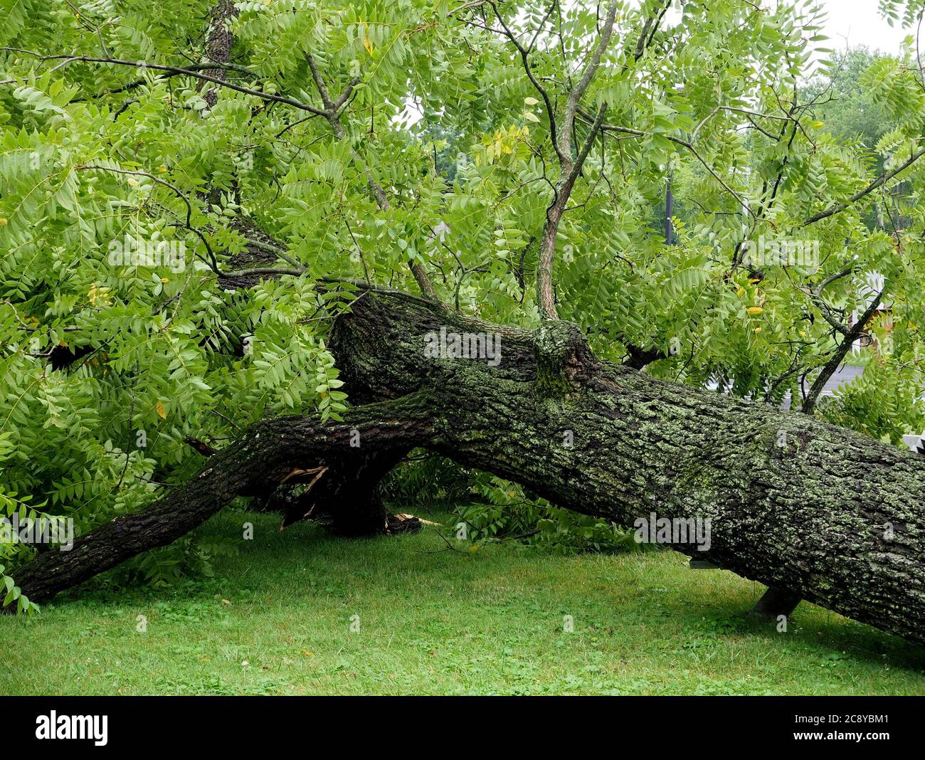 The storm brought the tree down to the ground Stock Photo - Alamy