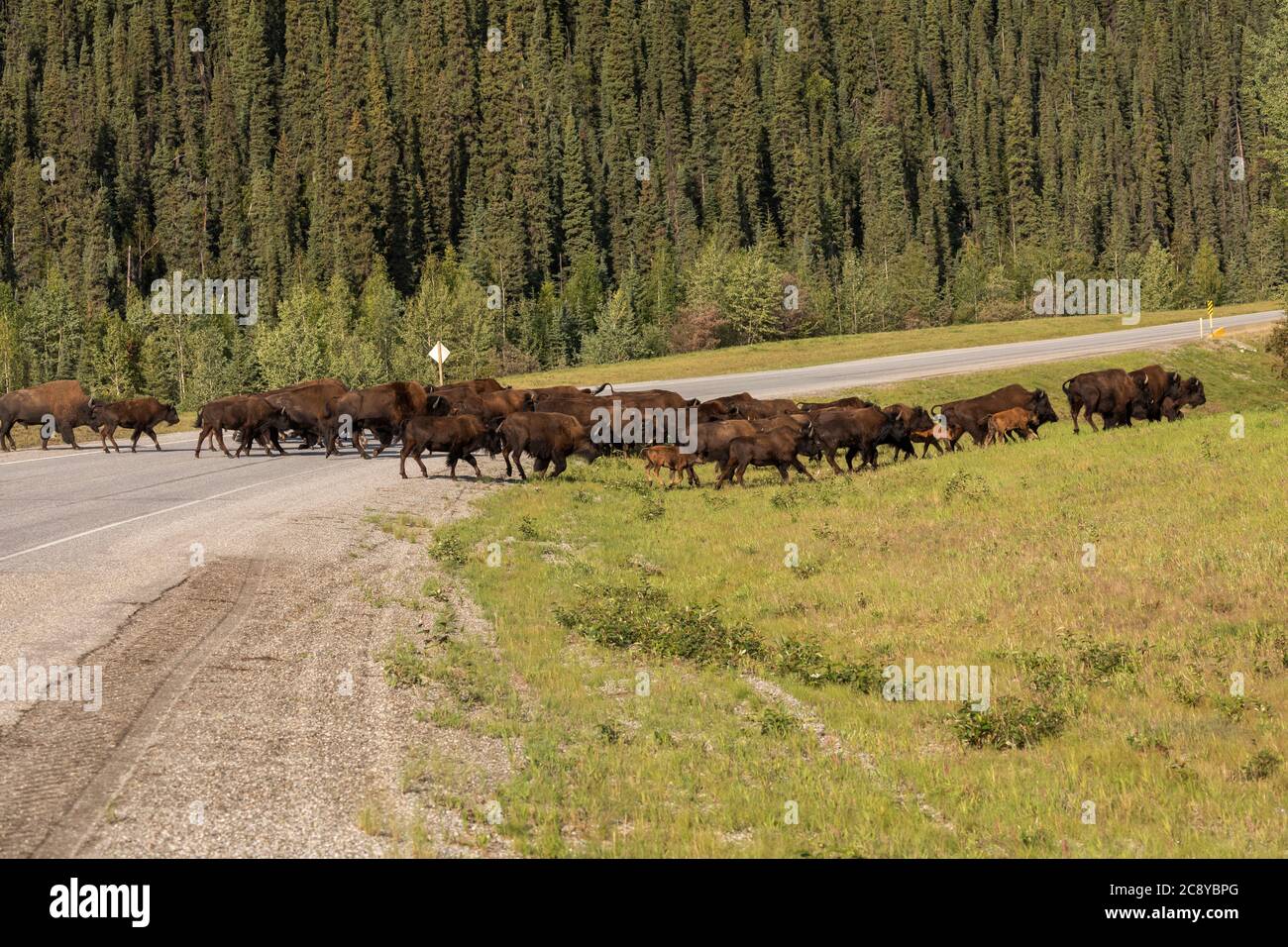 Bison Bison Herd Walking High Resolution Stock Photography and Images ...