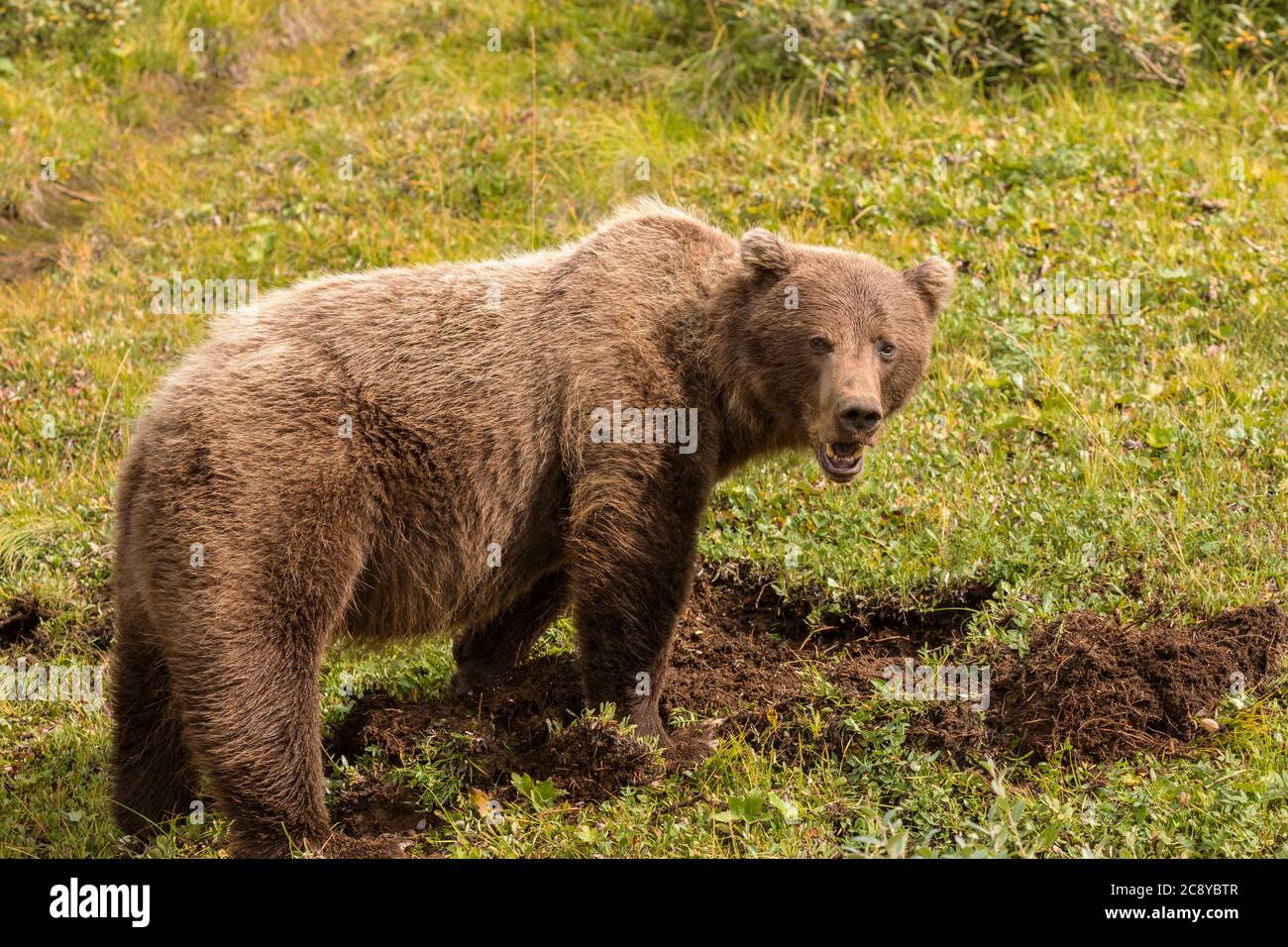 Grizzly Bear (Ursus arctos) digging for roots in Polychrome Pass ...