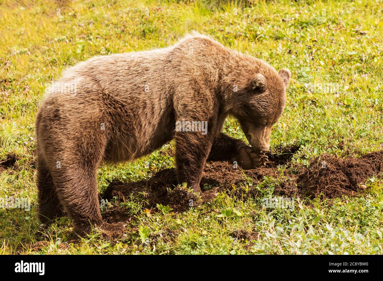 Grizzly bear digging roots hi-res stock photography and images - Alamy