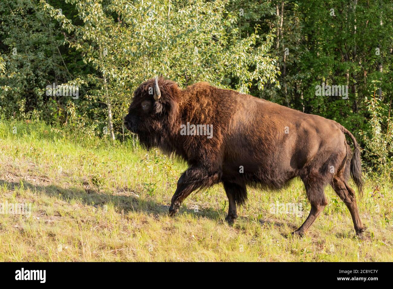 Bison Bison Herd Walking High Resolution Stock Photography and Images ...