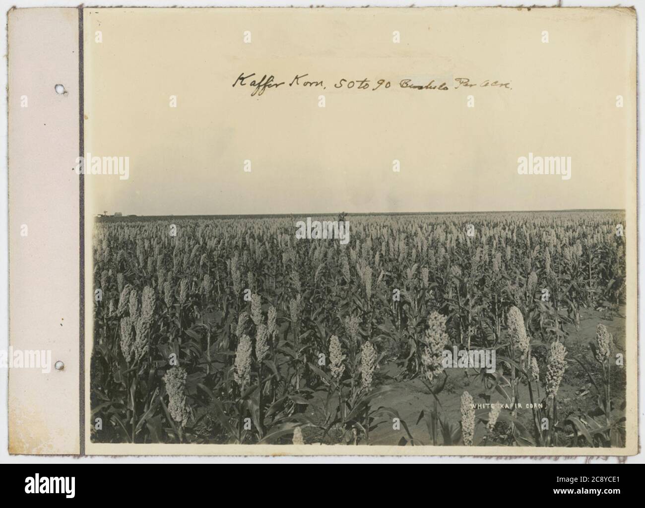 Kafir corn hi-res stock photography and images - Alamy