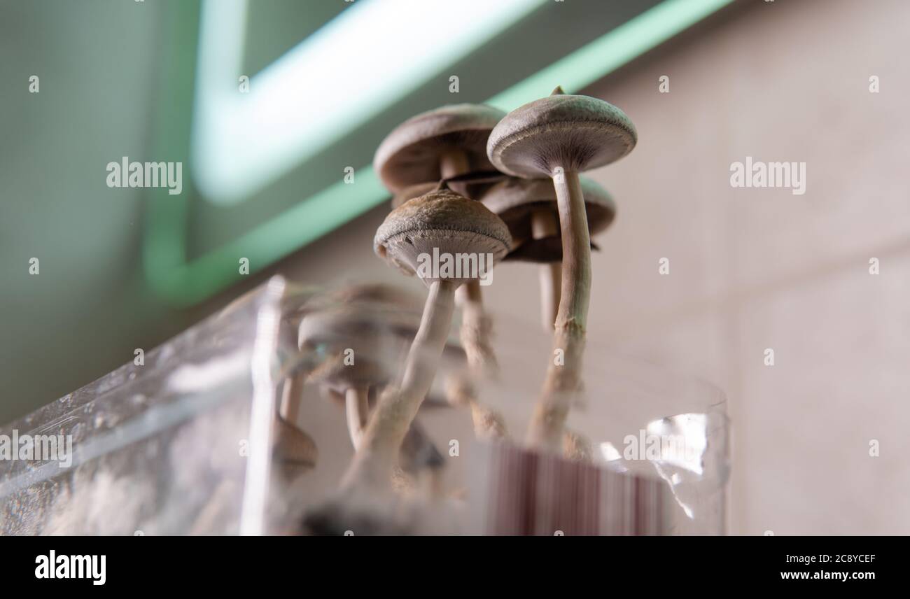 professional growing of psilocybin mushrooms in America. Scientific ...