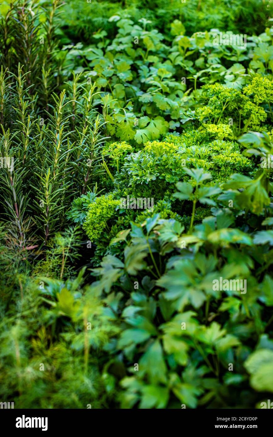 Different greens, spices or herbs Stock Photo - Alamy