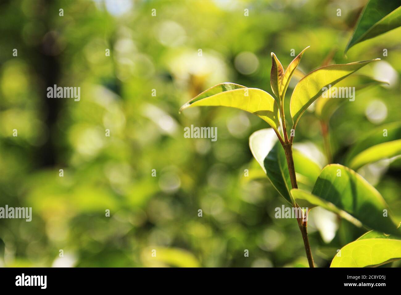 Springtime green leave background stock photo Stock Photo - Alamy