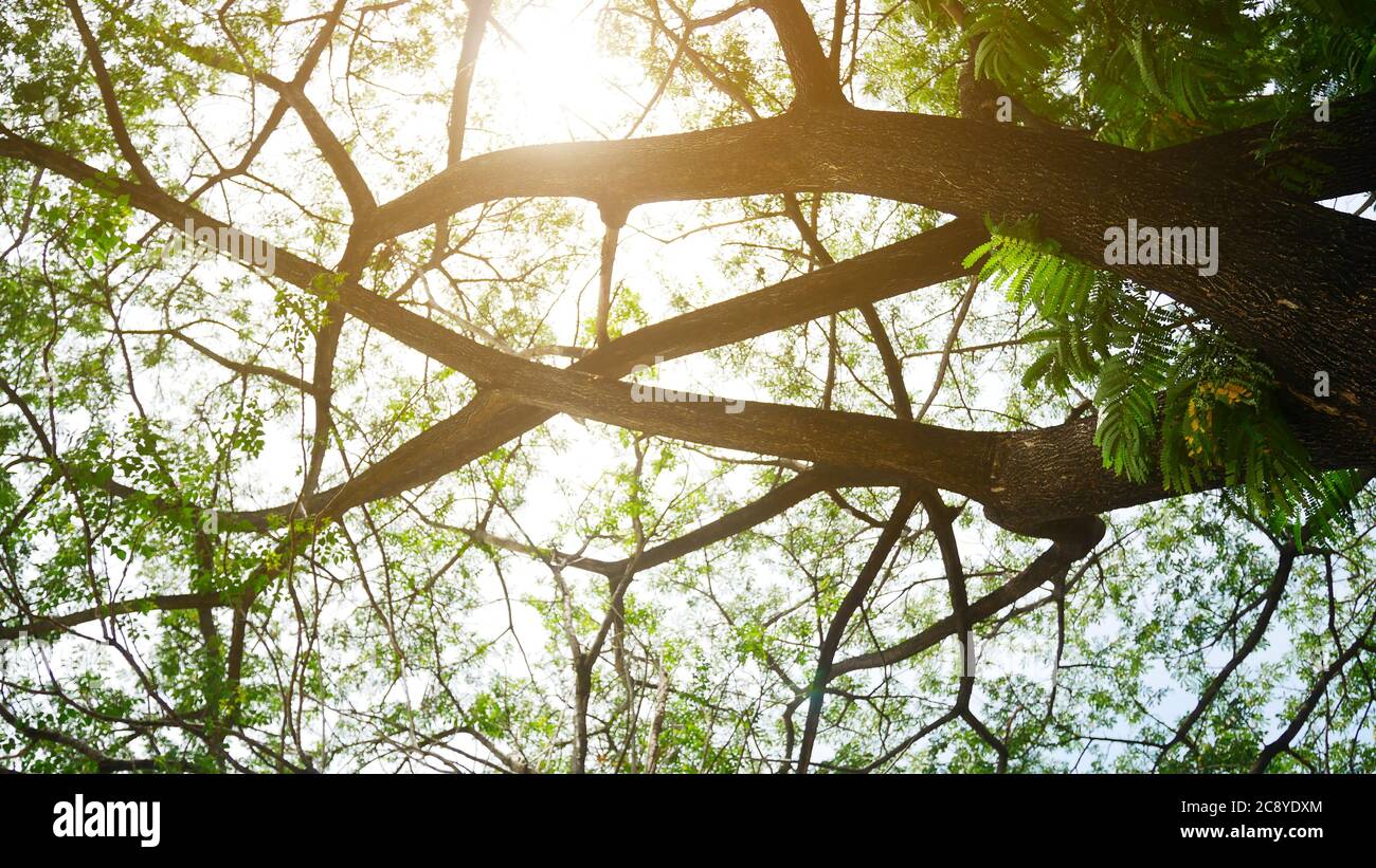 Ivory Coast almond, Black afara, Large tree with branch green leave and ...