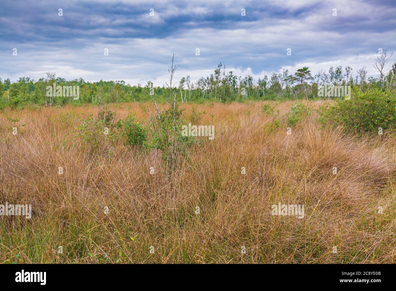 Wetlands with decayed vegatation known as peat moss or sphagnum at a ...