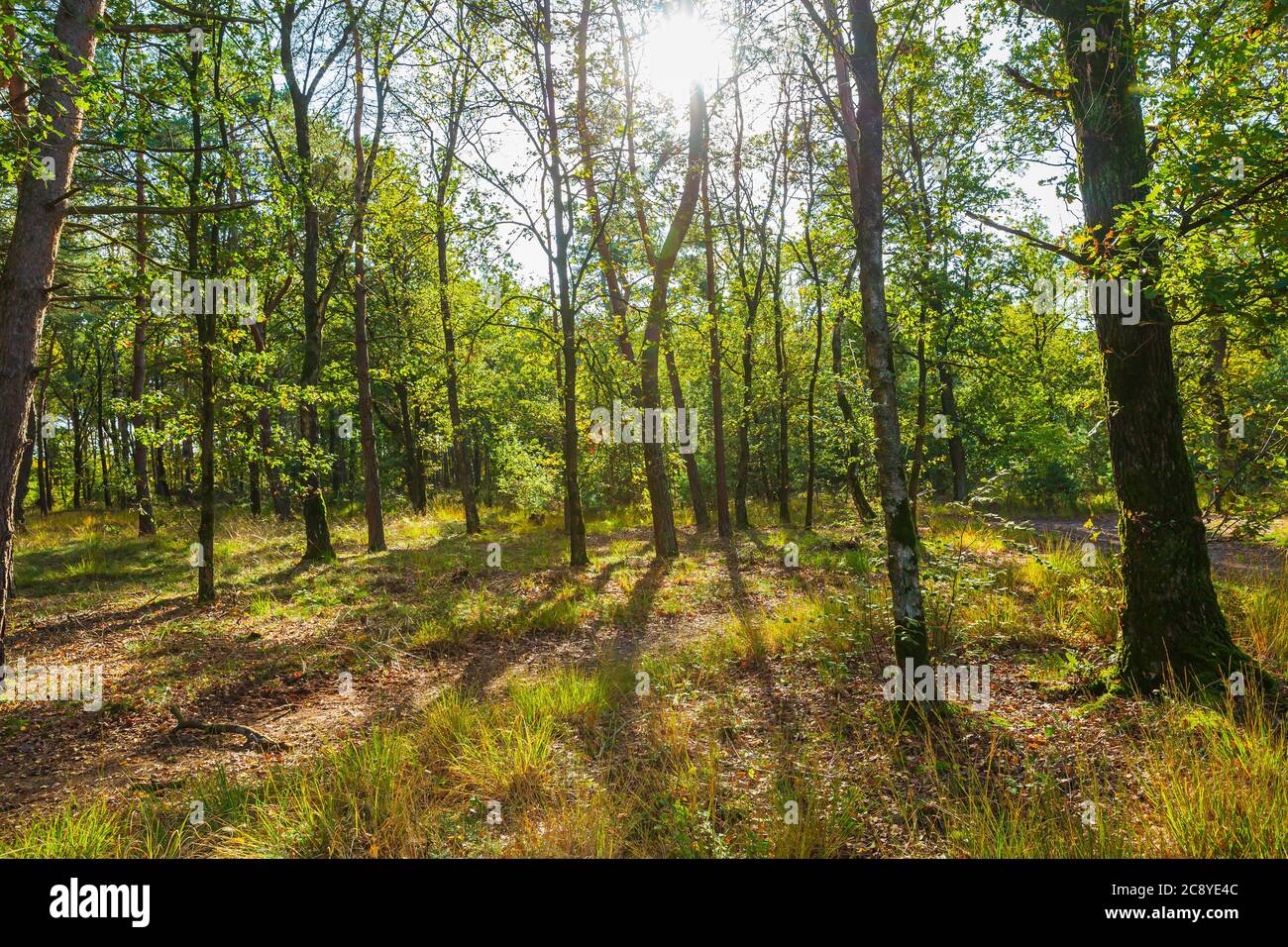 Wide angle image of a beautiful forest in Fall season with sunlight ...