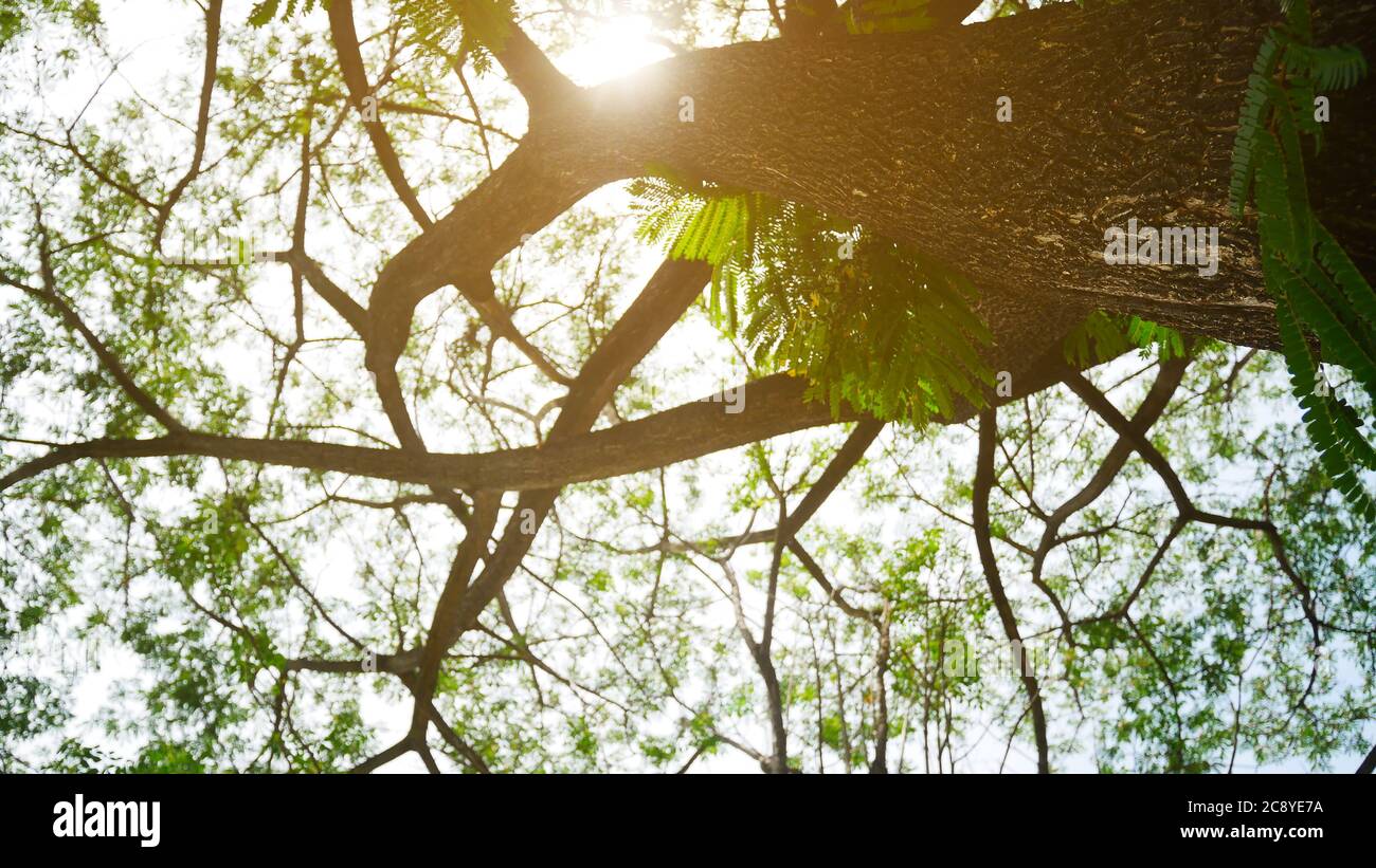 Ivory Coast almond, Black afara, Large tree with branch green leave and ...