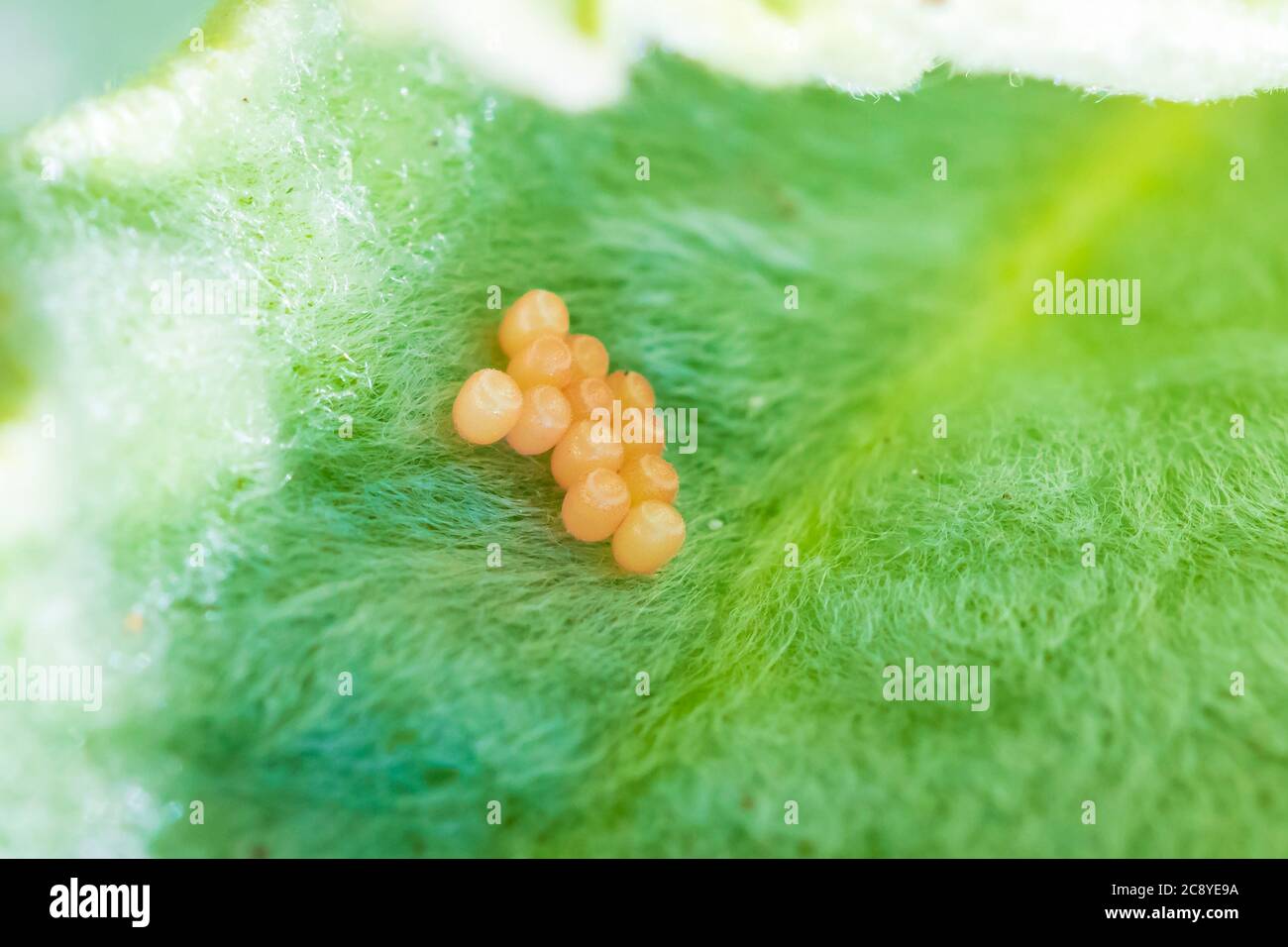 Insect eggs in cluster hi-res stock photography and images - Alamy