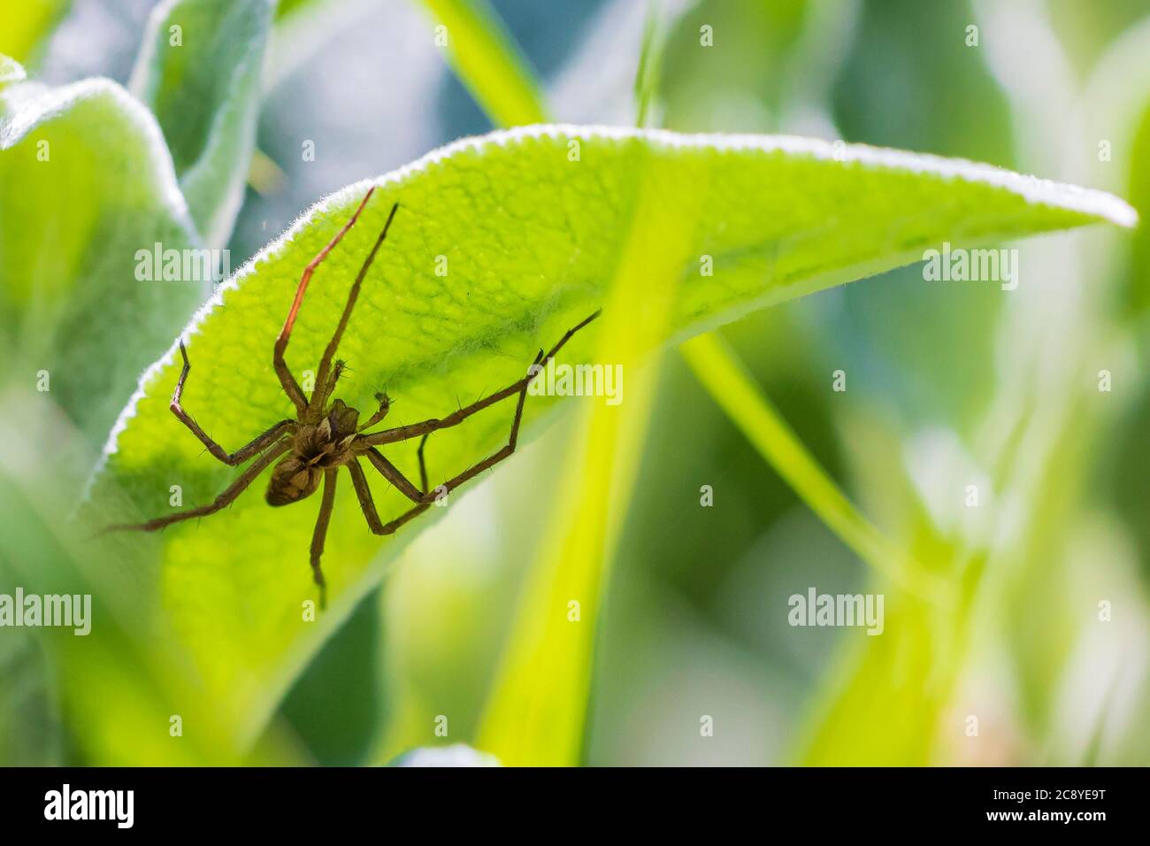 Big Nursery web spider female, Pisaura mirabilis, lying in ambush ...