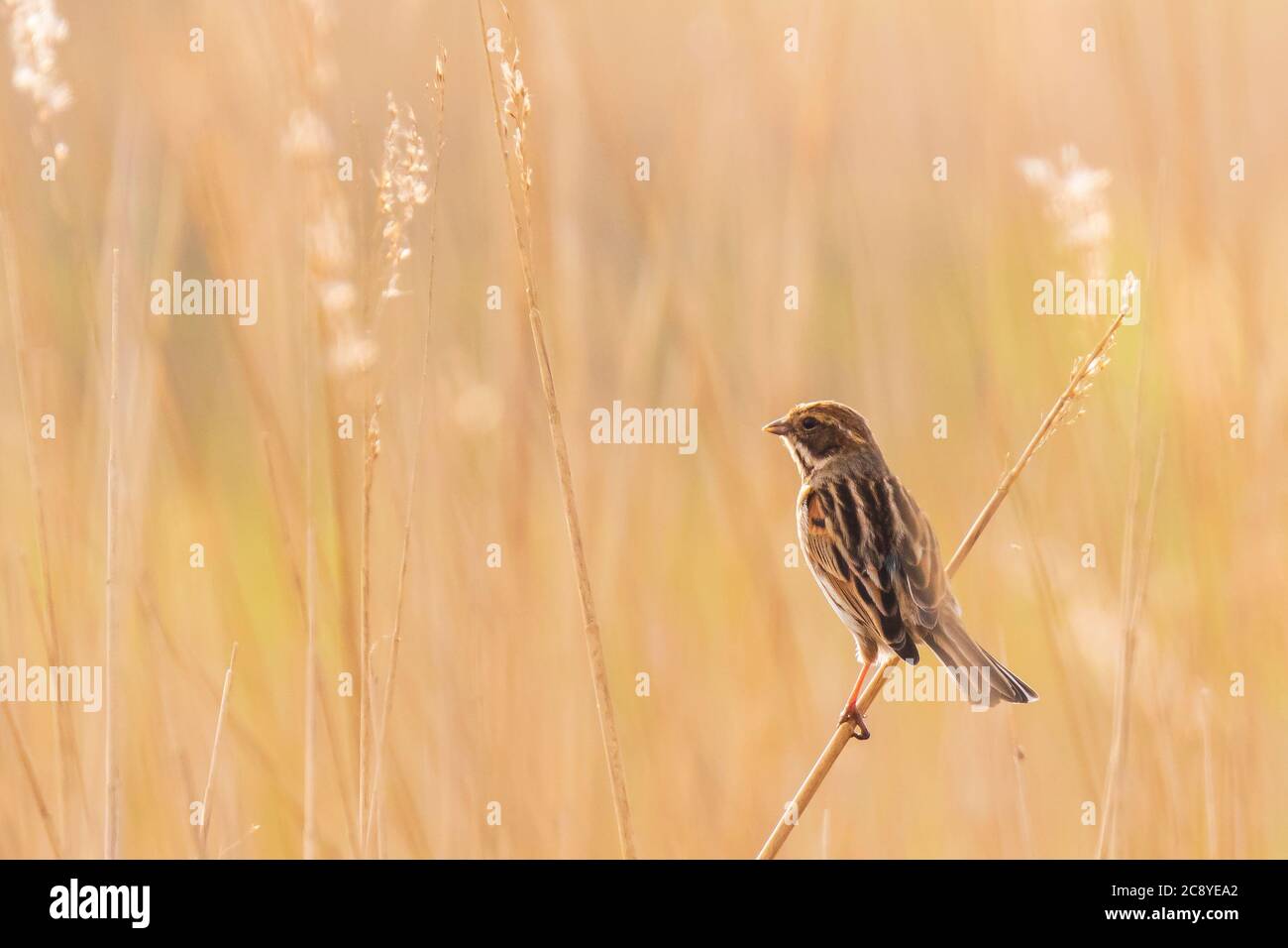 Female Reed Bunting High Resolution Stock Photography and Images - Alamy