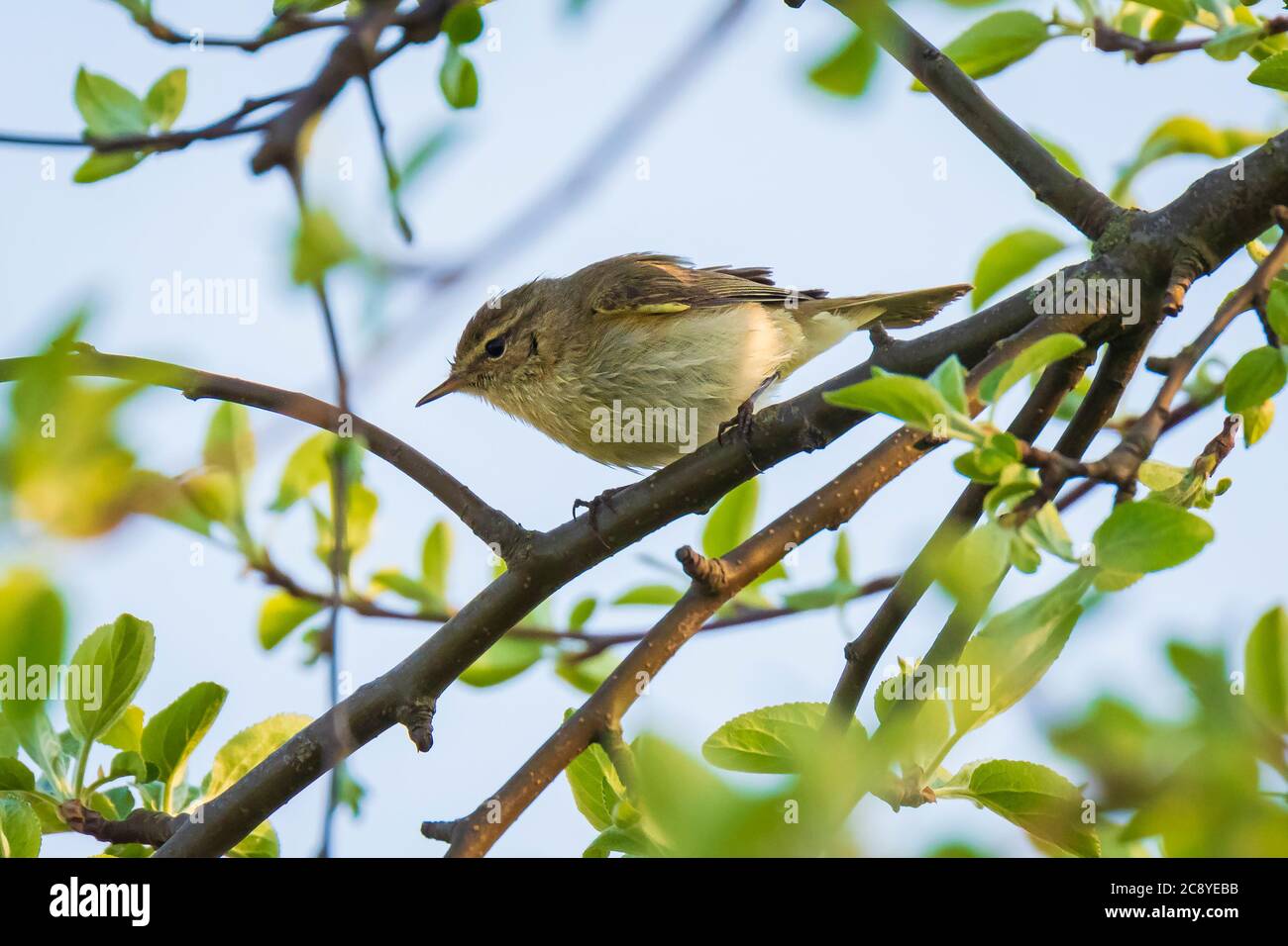 Close-up of a Willow warbler bird, Phylloscopus trochilus, singing on a ...