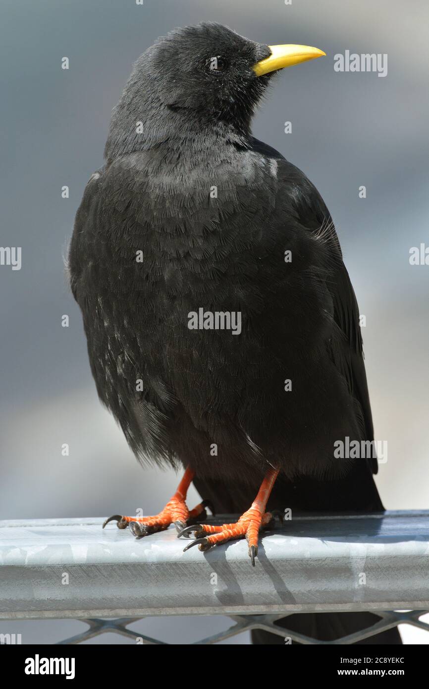 Havasi csoka hi-res stock photography and images - Alamy