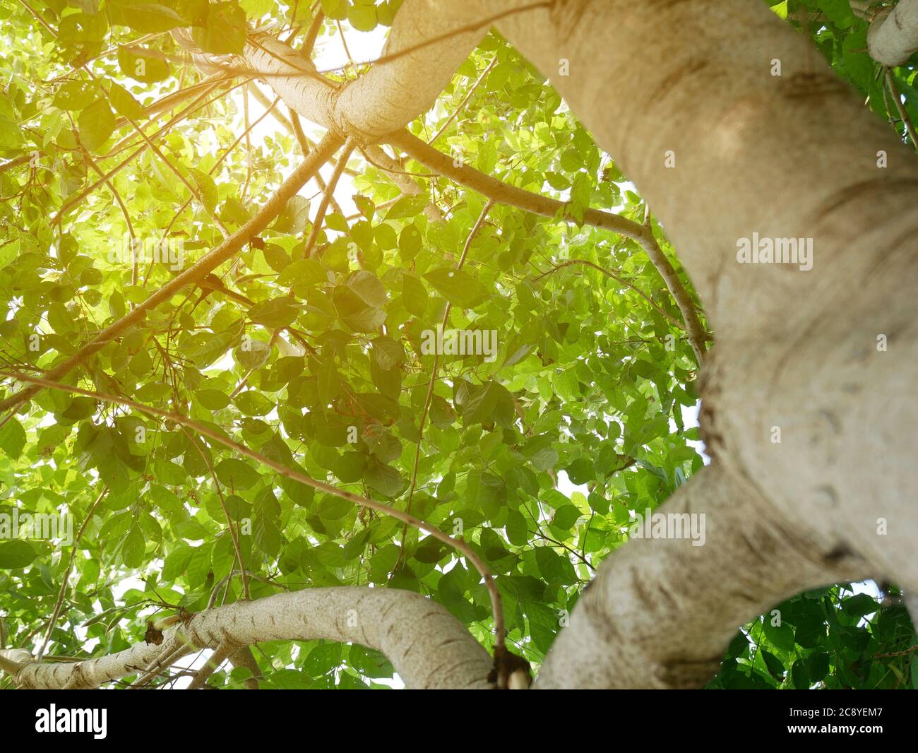 Ivory Coast almond, Black afara, Large tree with branch green leave and ...