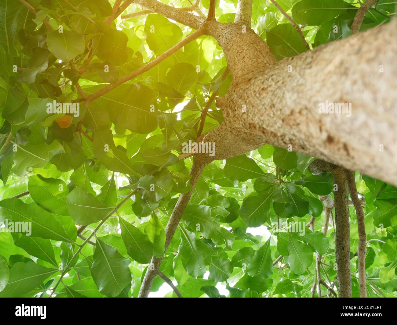 Ivory Coast almond, Black afara, Large tree with branch green leave and ...