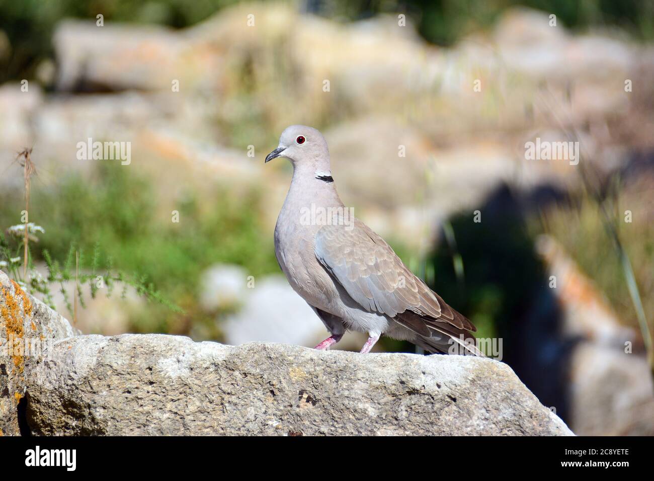 Balkani gerle hi-res stock photography and images - Alamy