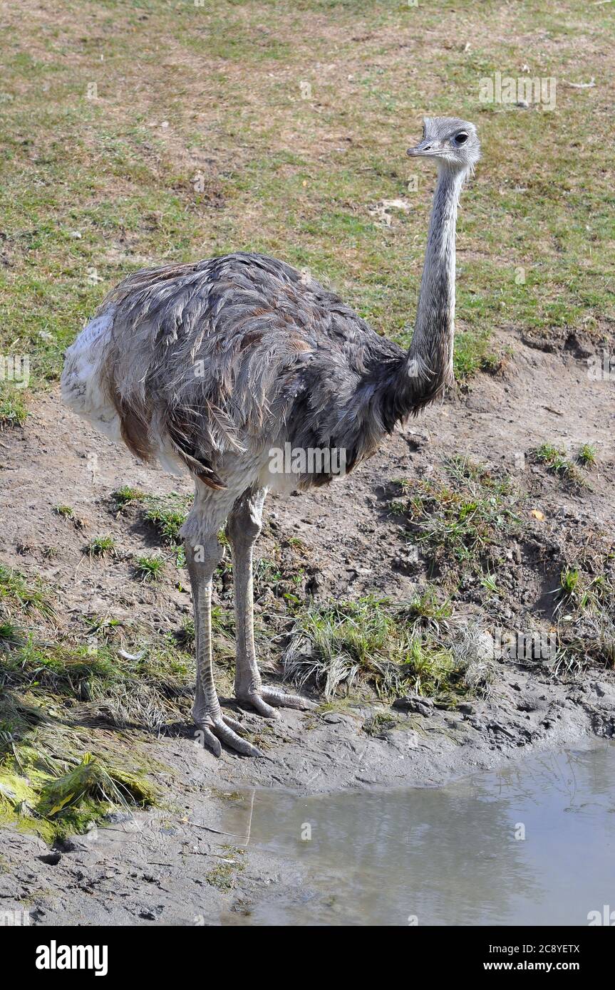 American rhea rhea americana hi-res stock photography and images - Alamy