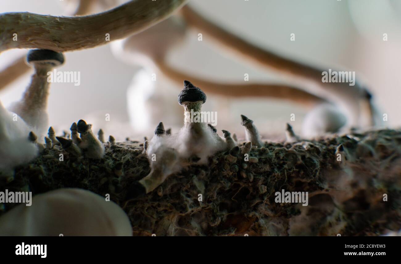 Scientific research on the effects of psilocybin mushrooms on the human ...