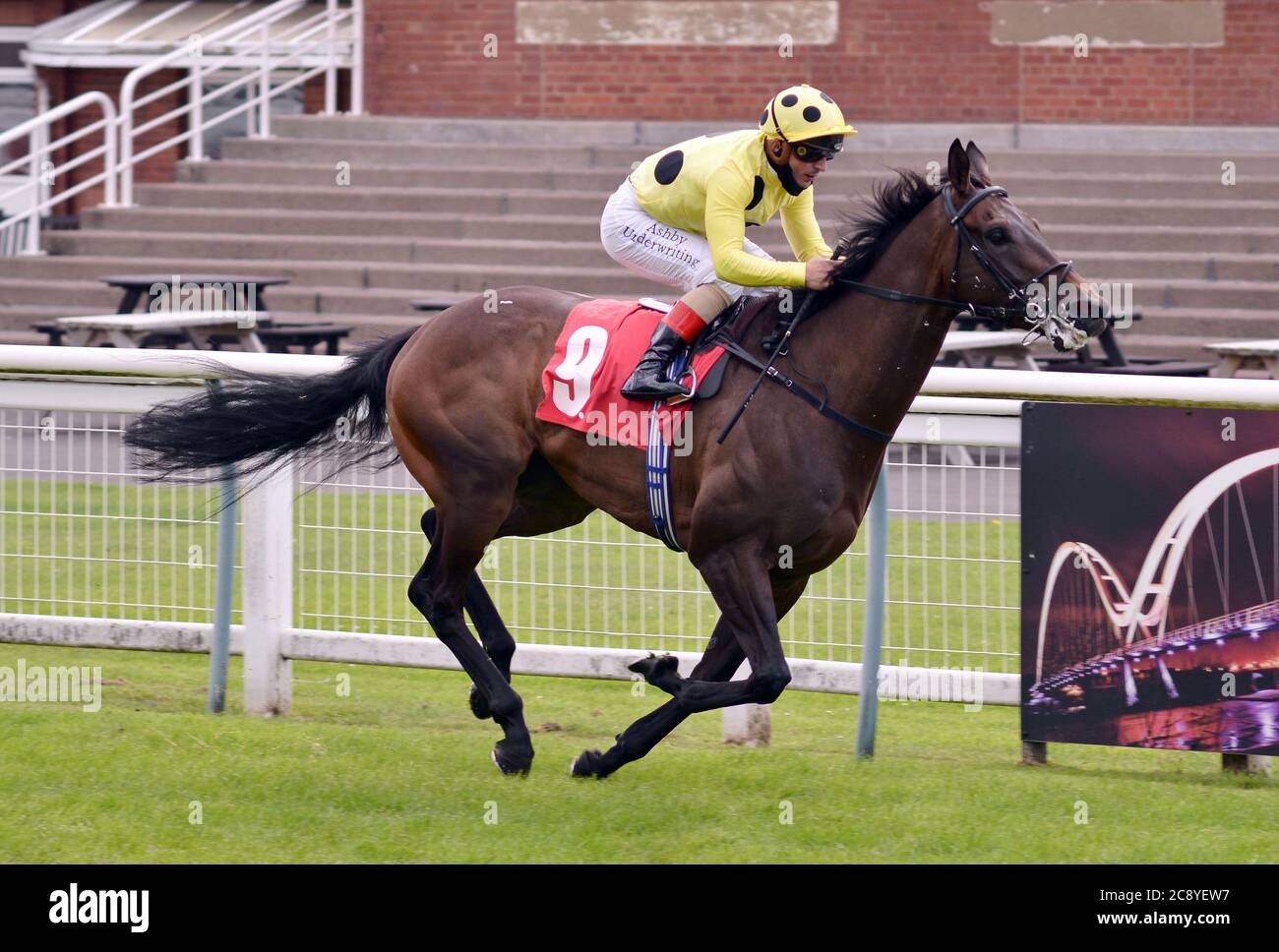 Without a fight horse hi-res stock photography and images - Alamy