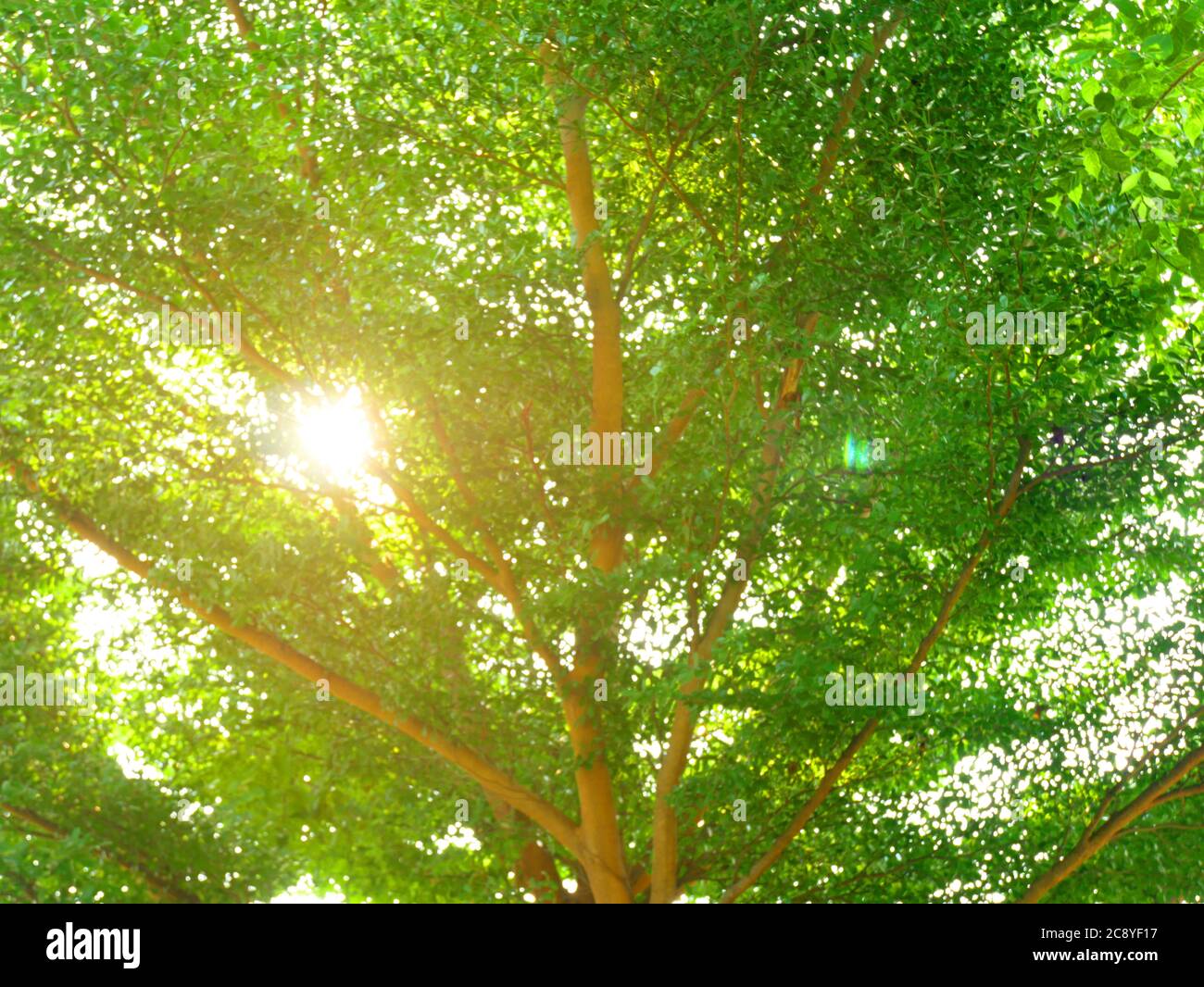 Ivory Coast almond, Black afara, Large tree with branch green leave and ...