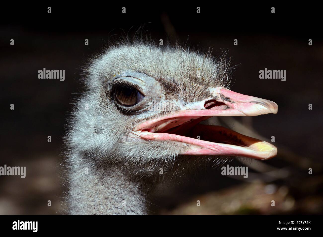 Common ostrich, Afrikanischer Strauß, autruche d’Afrique, Struthio ...