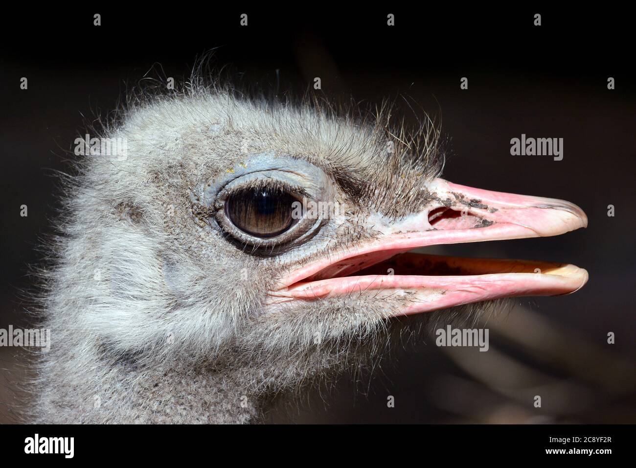Common ostrich, Afrikanischer Strauß, autruche d’Afrique, Struthio ...