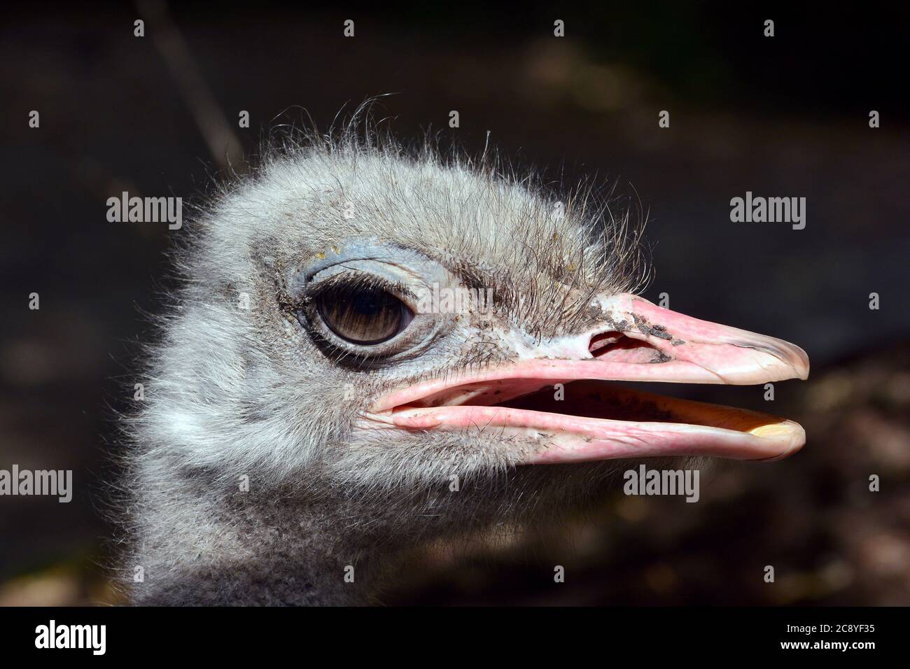 Common ostrich, Afrikanischer Strauß, autruche d’Afrique, Struthio ...