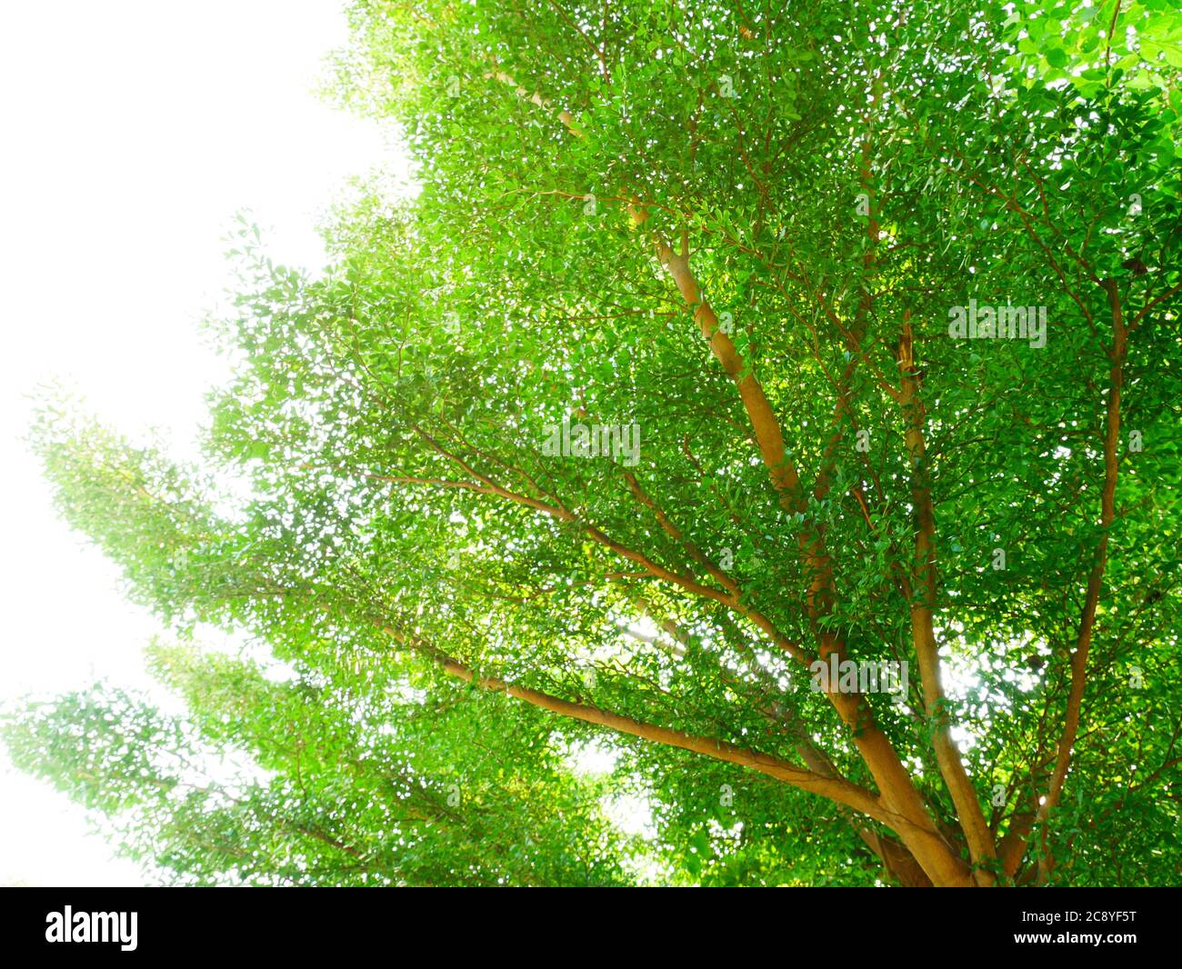 Ivory Coast almond, Black afara, Large tree with branch green leave and ...