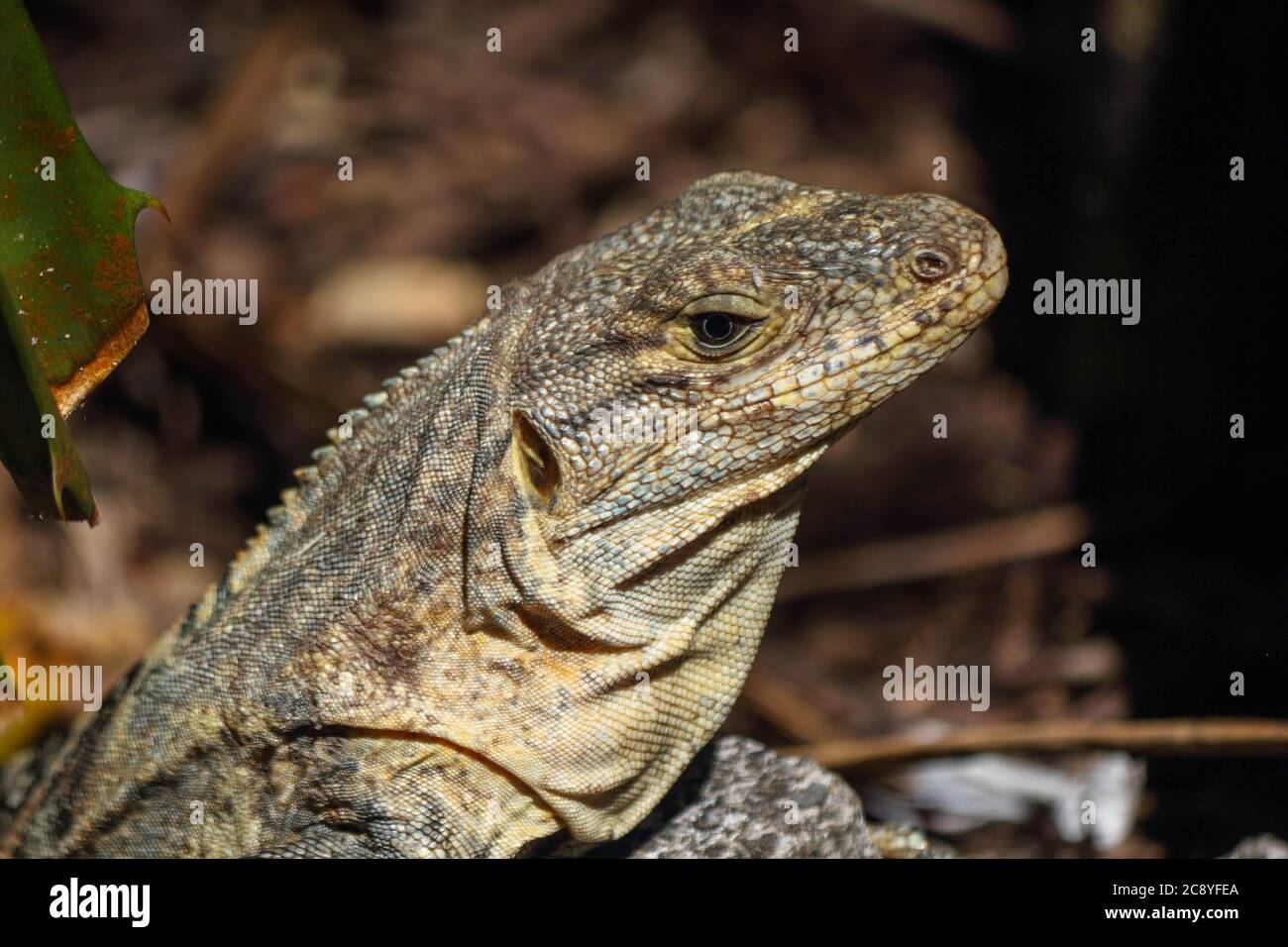 Ground Lizard High Resolution Stock Photography and Images - Alamy