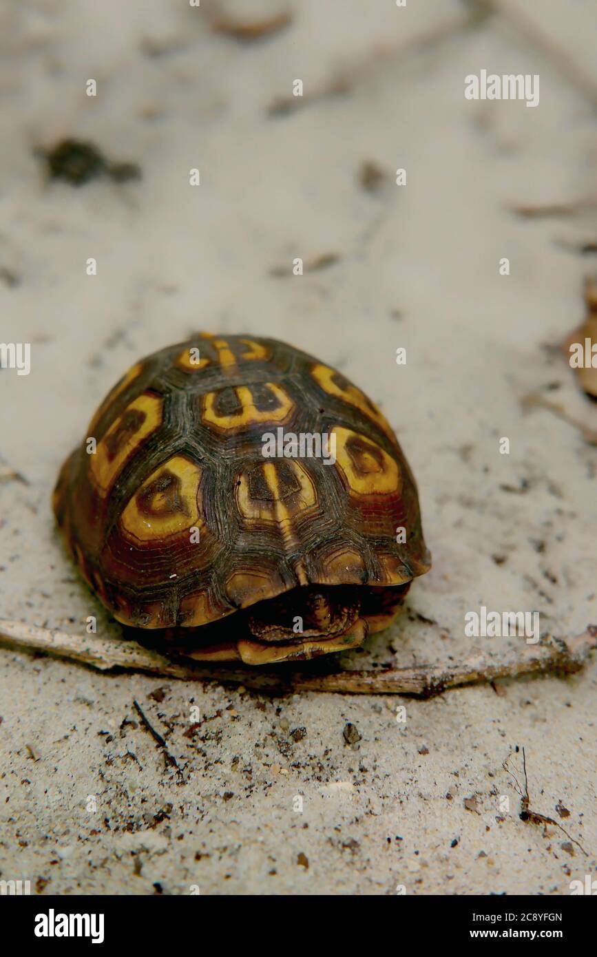Pictures of eastern box turtle hi-res stock photography and images - Alamy