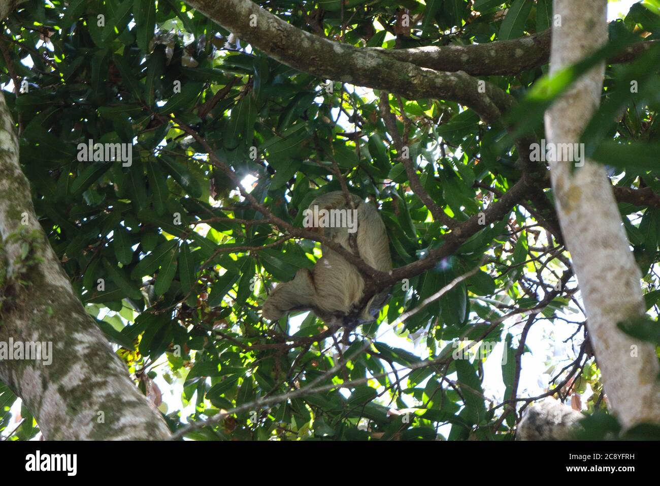 Sloth hanging in tree in Costa Rica, Central America Stock Photo - Alamy