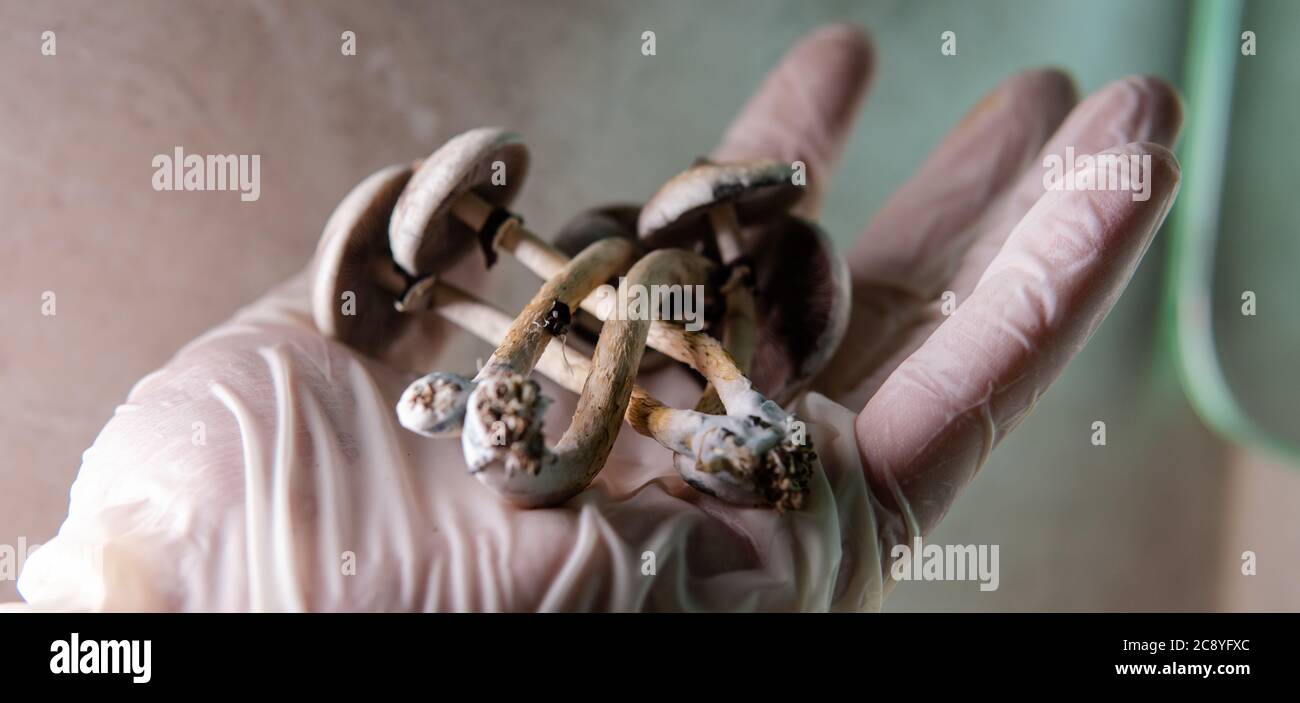 Scientific research on the effects of psilocybin mushrooms on the human ...