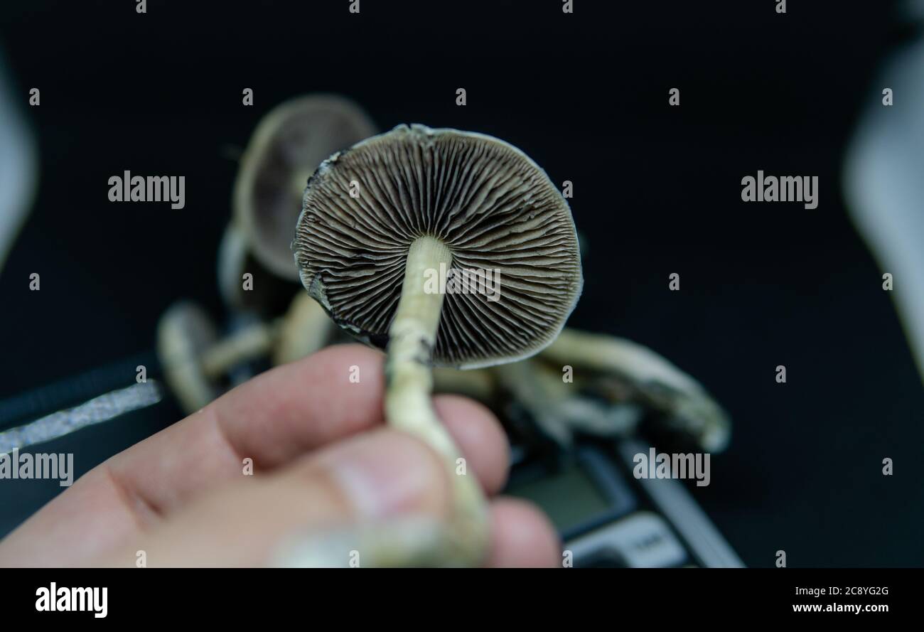 Scientific research on the effects of psilocybin mushrooms on the human ...