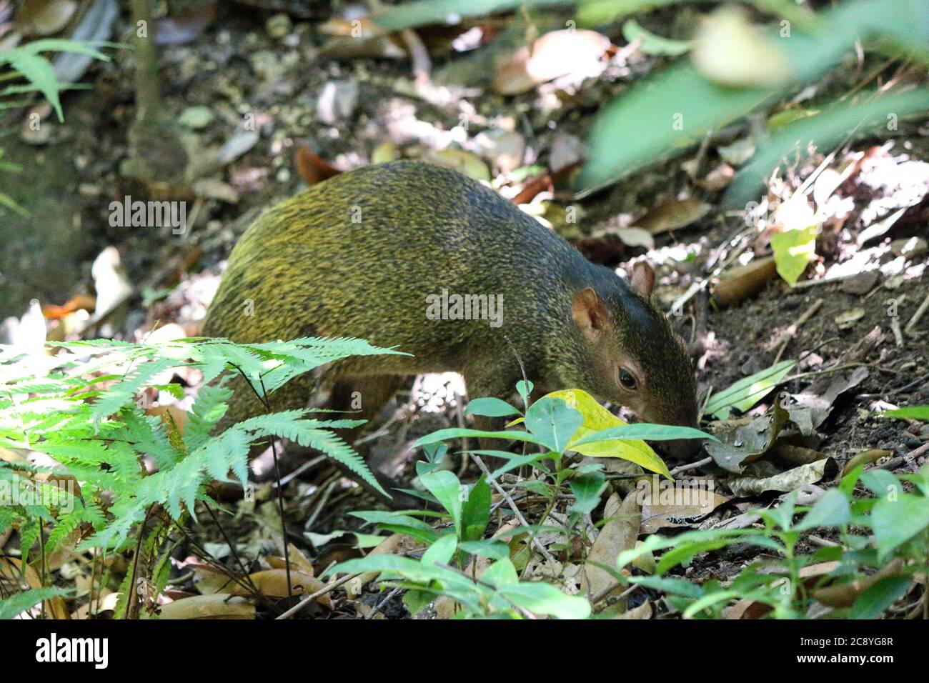 Golden agouti hi-res stock photography and images - Alamy