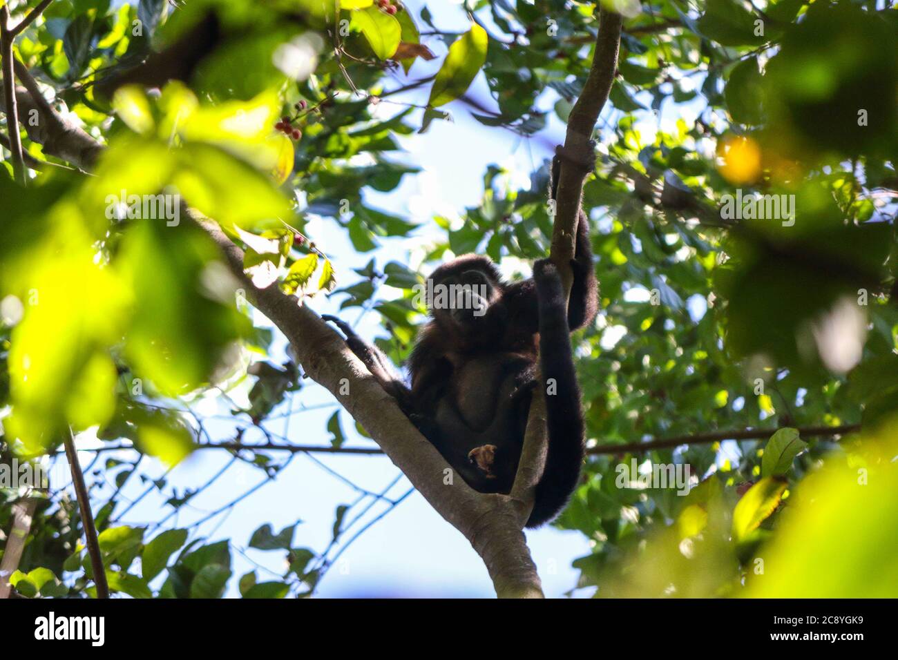 Guatemalan fauna hi-res stock photography and images - Alamy