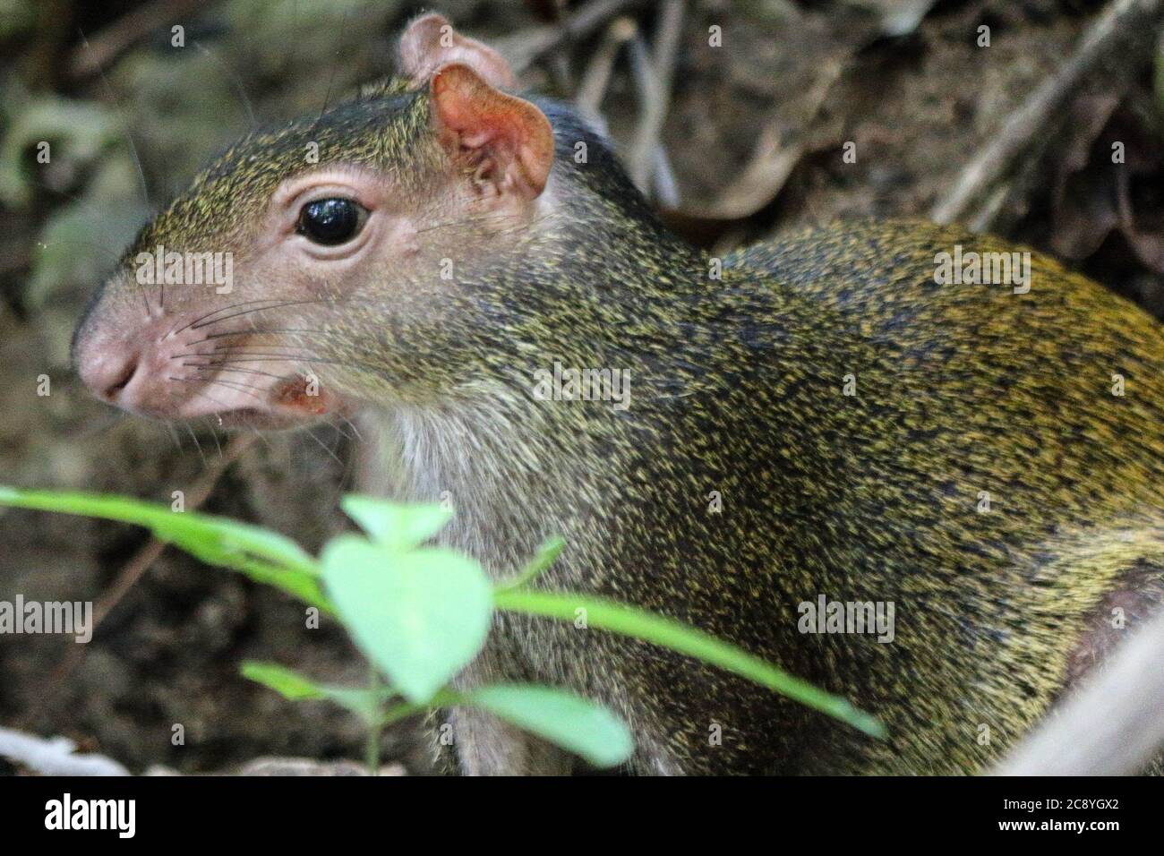 Golden agouti hi-res stock photography and images - Alamy