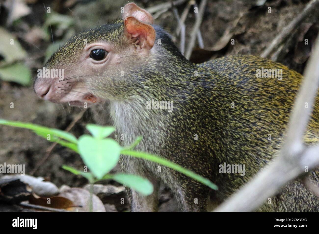 Agouti dasyprocta tropical rodent hi-res stock photography and images ...