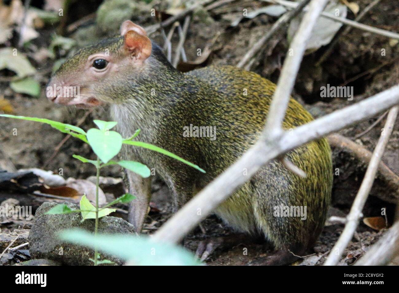Red rumped agouti dasyprocta leporina hi-res stock photography and ...