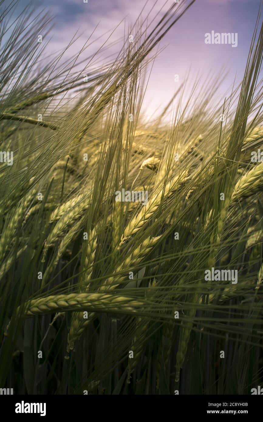 Closeup shot triticale plants hi-res stock photography and images - Alamy