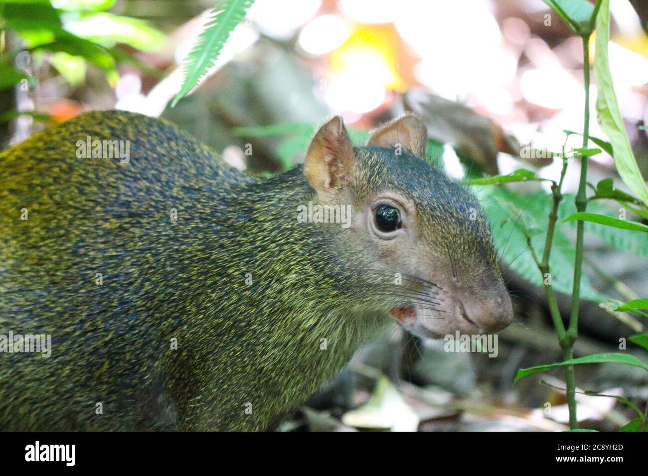 Agouti dasyprocta punctata hi-res stock photography and images - Alamy