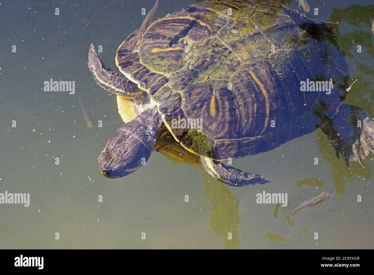 Freshwater turtle hi-res stock photography and images - Alamy
