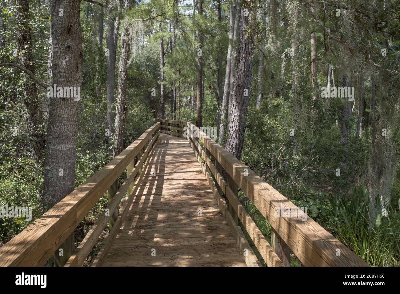 Buck Island Pond boardwalk. Goethe State Forest, Florida. Public access ...