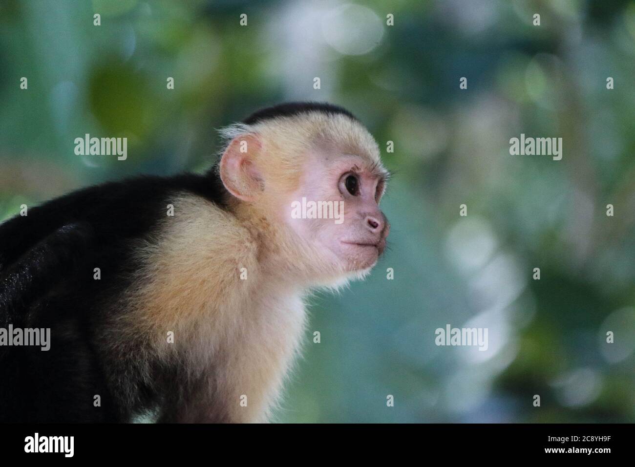 Cute capuchin monkey hi-res stock photography and images - Alamy