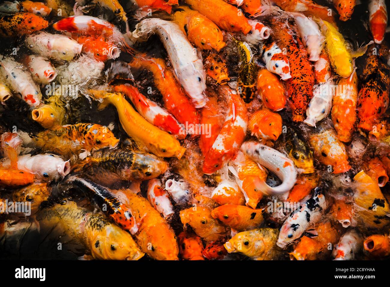 Pond of Koi fish feeding in Vietnam, Southeast Asia Stock Photo - Alamy