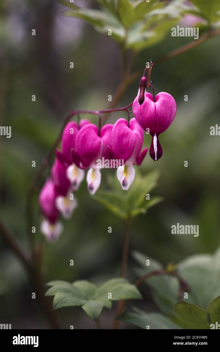 Vertical closeup shot of beautiful pink pacific bleeding heart flowers on a blurred background ...
