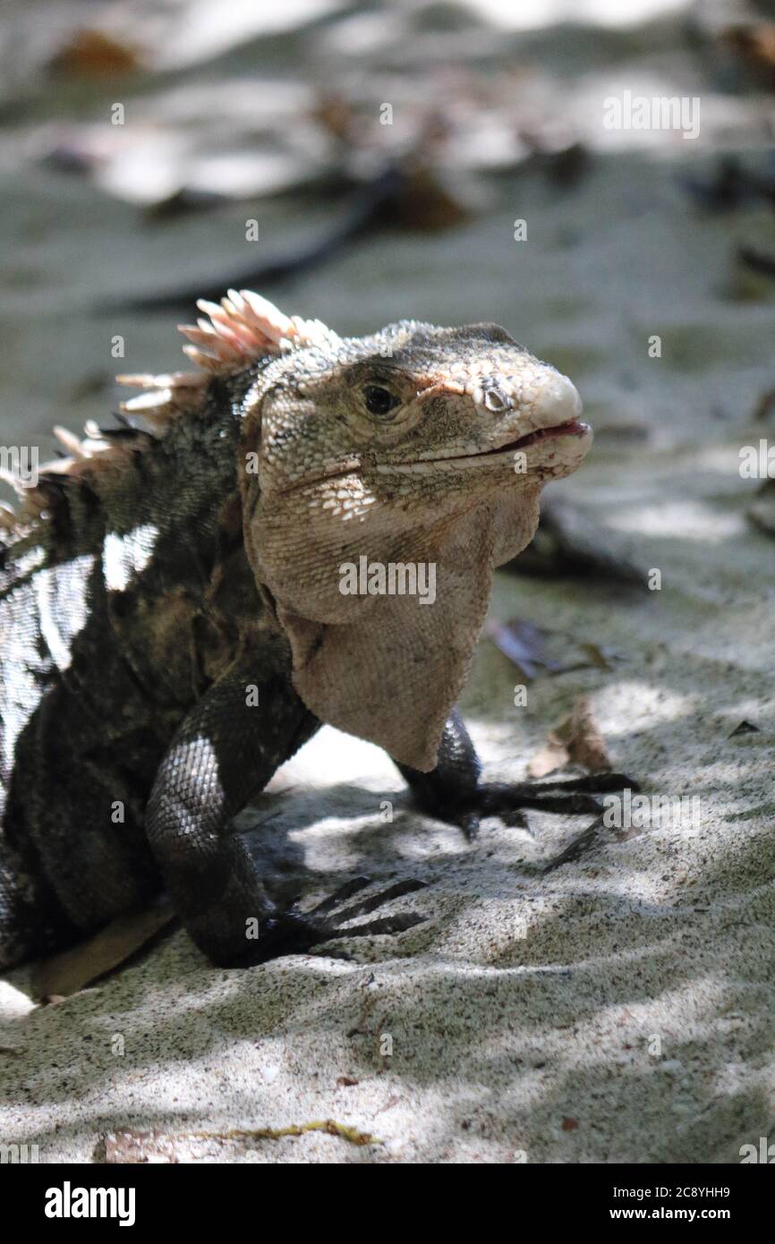 Big lizzard hi-res stock photography and images - Alamy